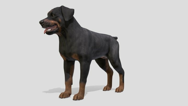 ArtStation - Dog - Rottweiler | Game Assets
