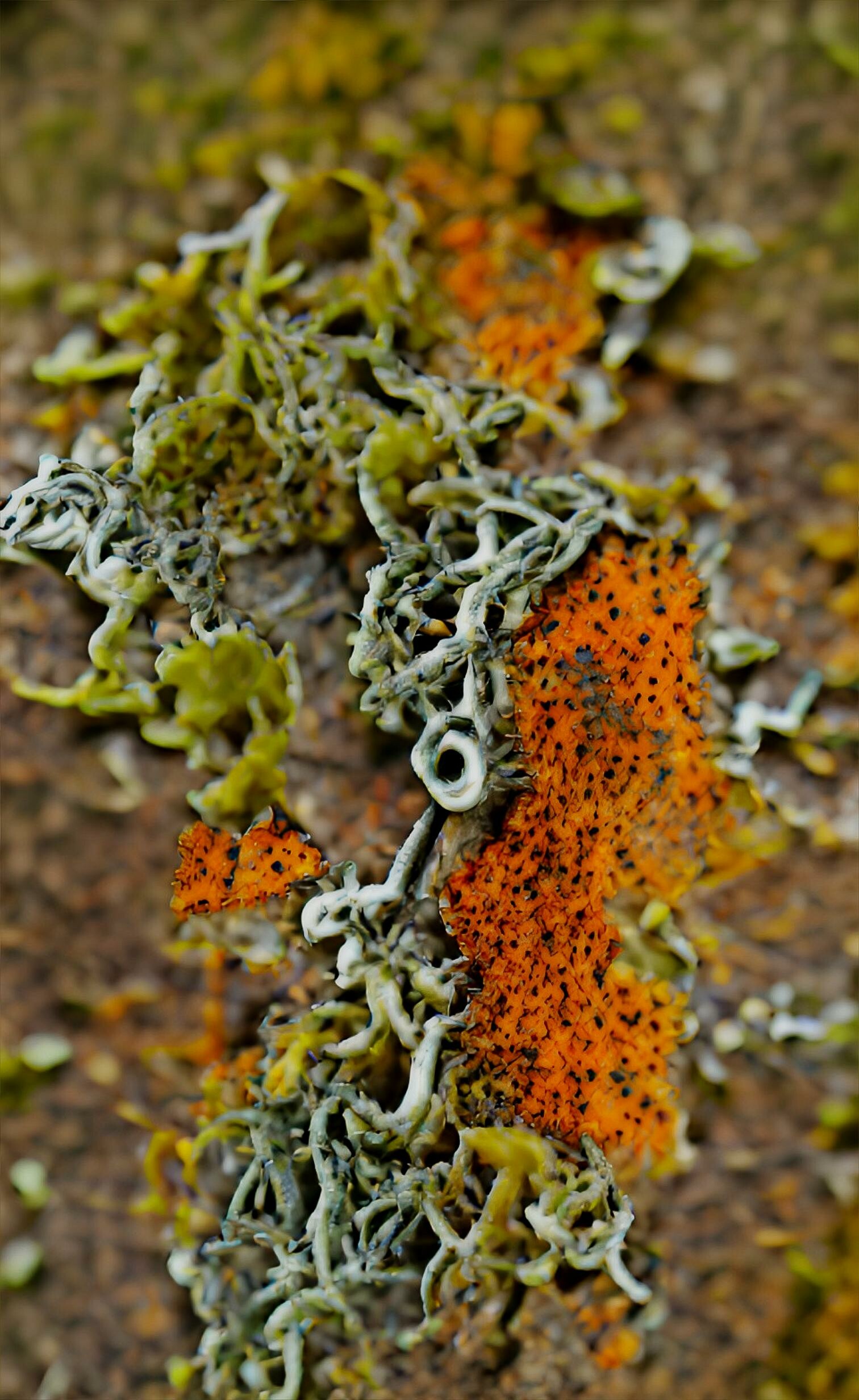 ArtStation - Ground Lichen Texture Pack Random Style 3500 image | Resources
