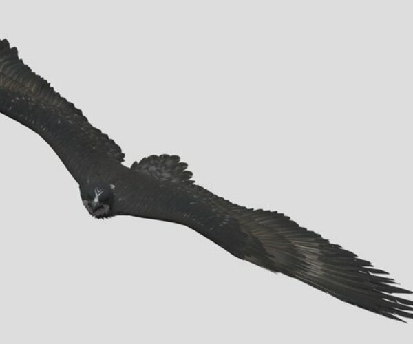 ArtStation - EaglePro1-Fly 10 | Game Assets