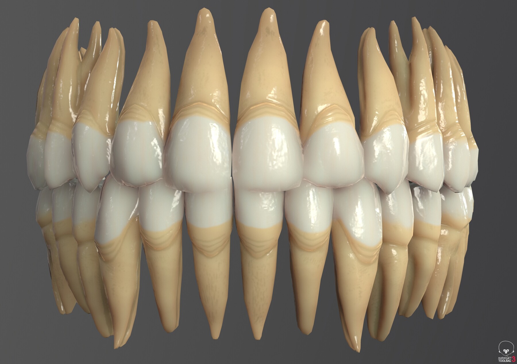 ArtStation - Human Teeth Model | Game Assets