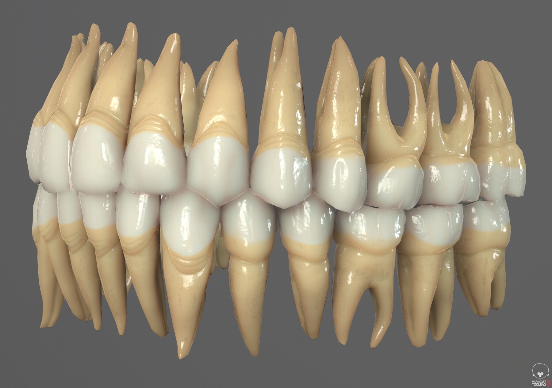 ArtStation - Human Teeth Model | Game Assets