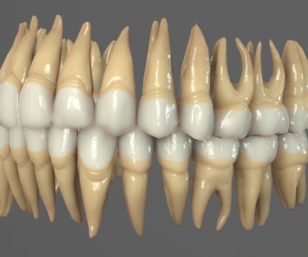 ArtStation - Human Teeth Model | Game Assets