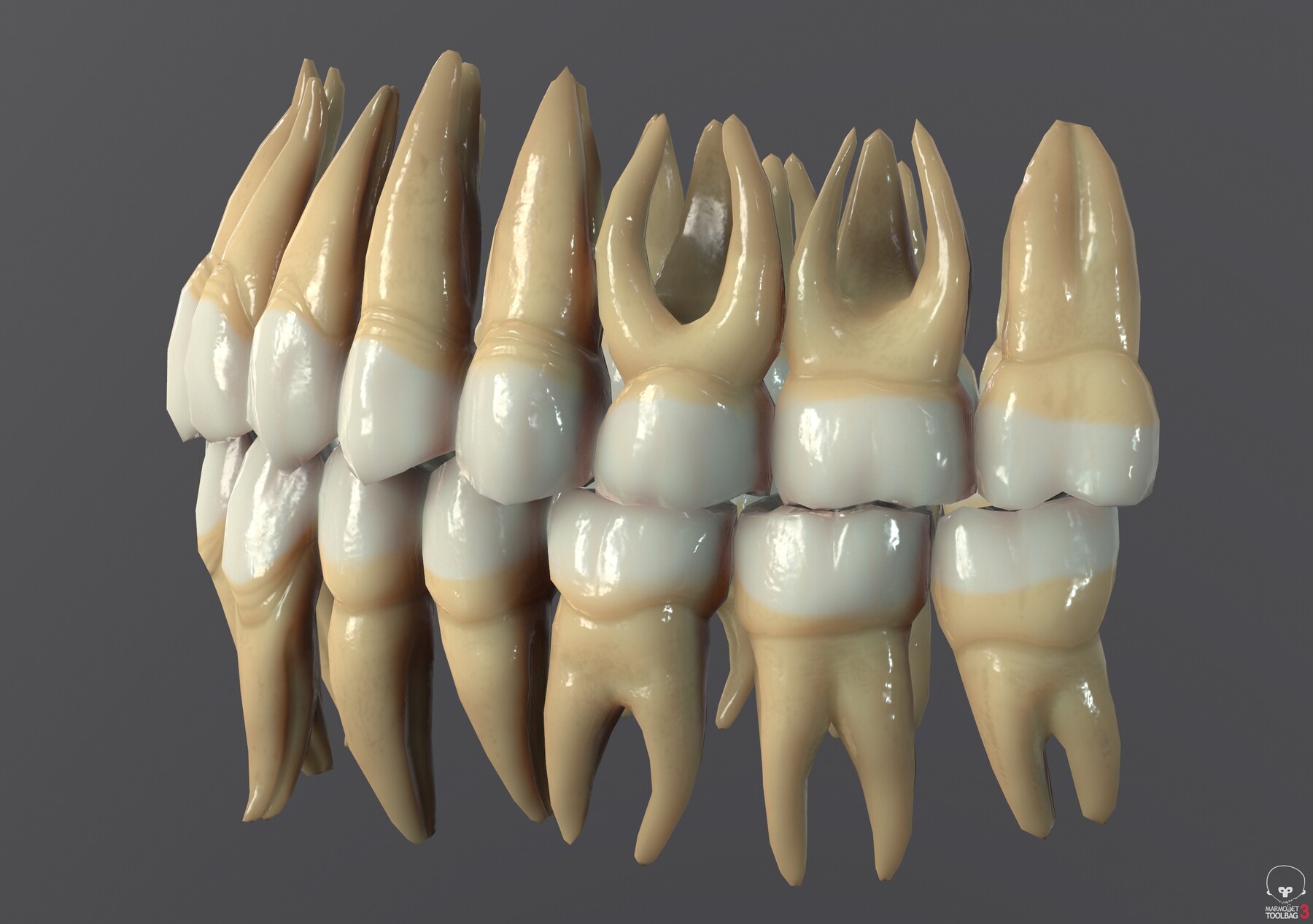 ArtStation - Human Teeth Model | Game Assets