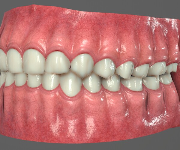 ArtStation - Human Teeth Model | Game Assets