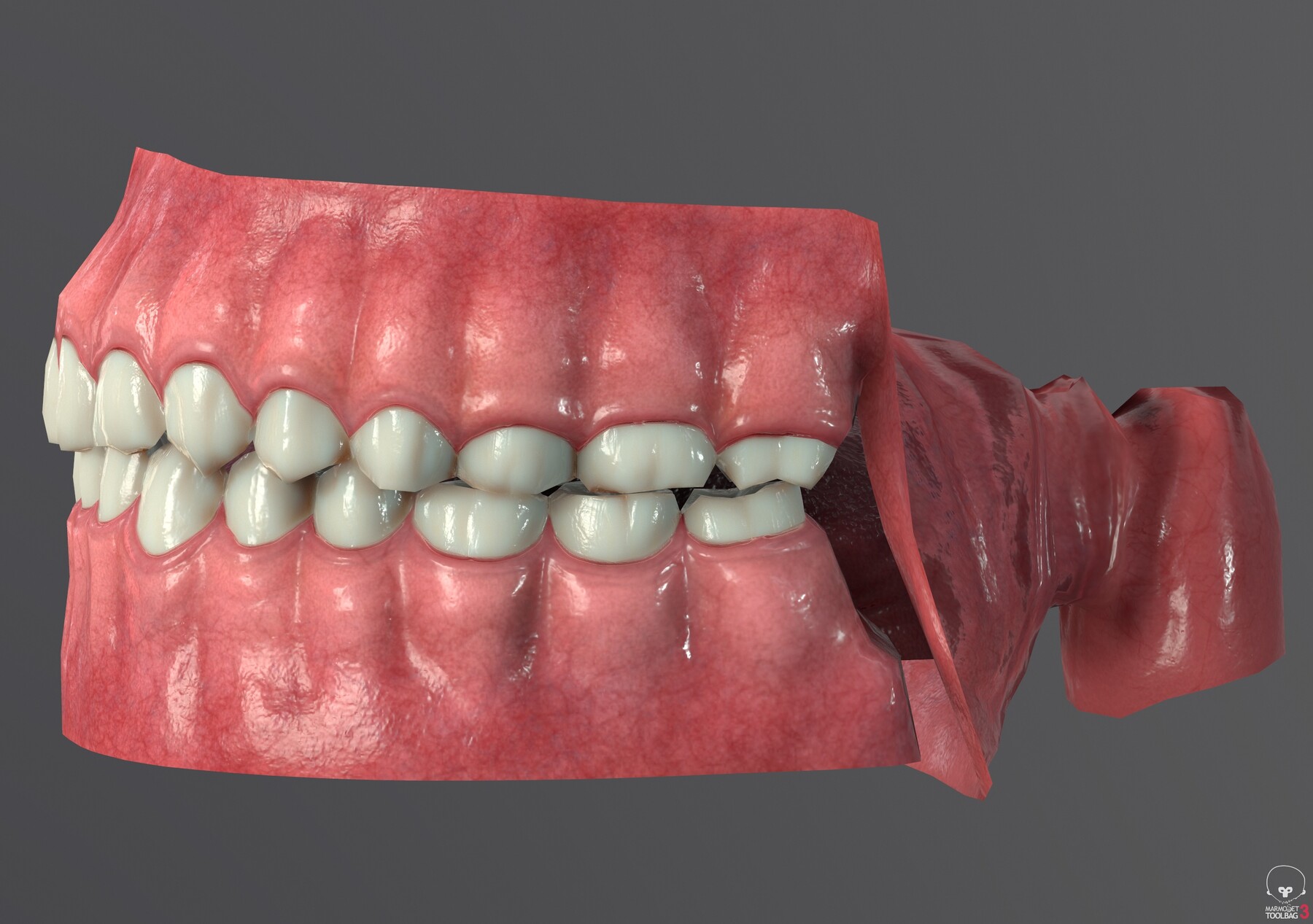 ArtStation - Human Teeth Model | Game Assets