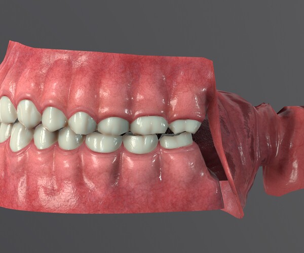 ArtStation - Human Teeth Model | Game Assets