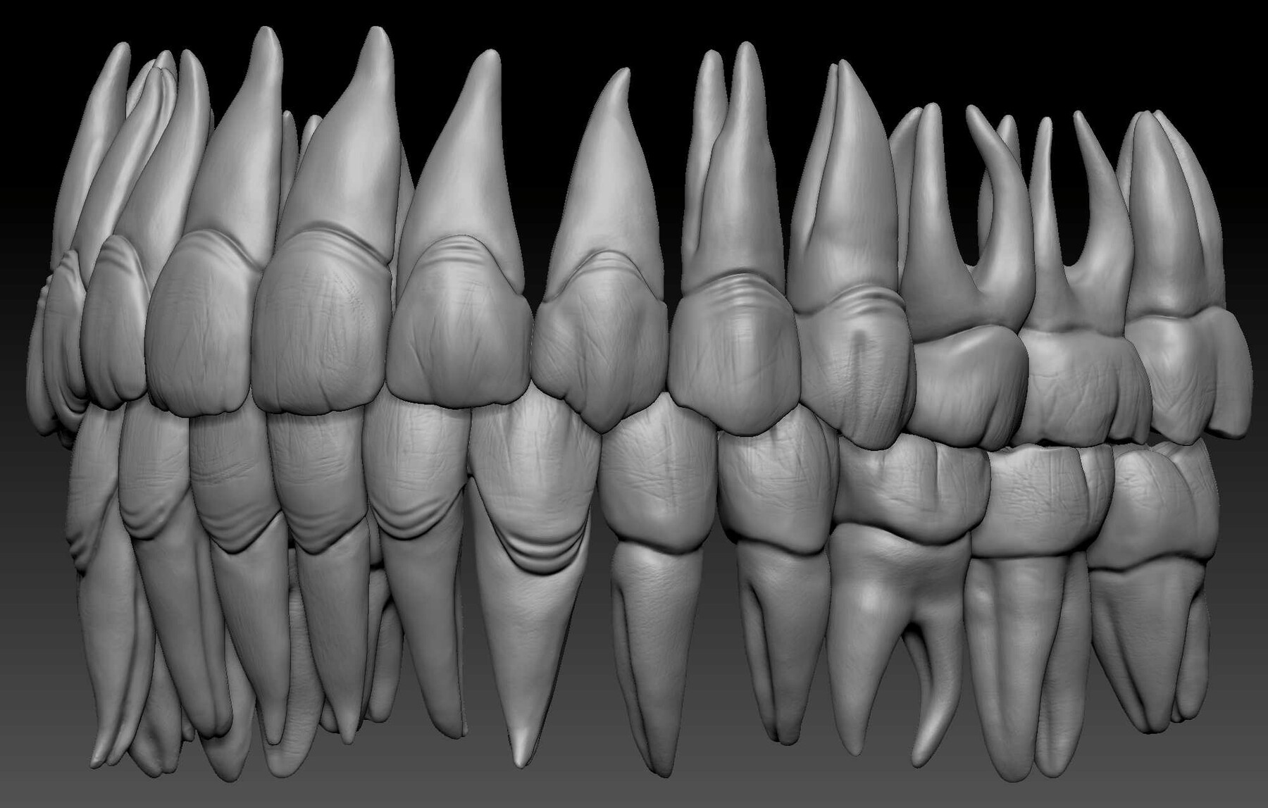 ArtStation - Human Teeth Model | Game Assets