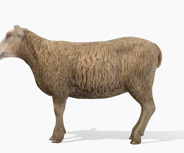 ArtStation - Sheep | Game Assets