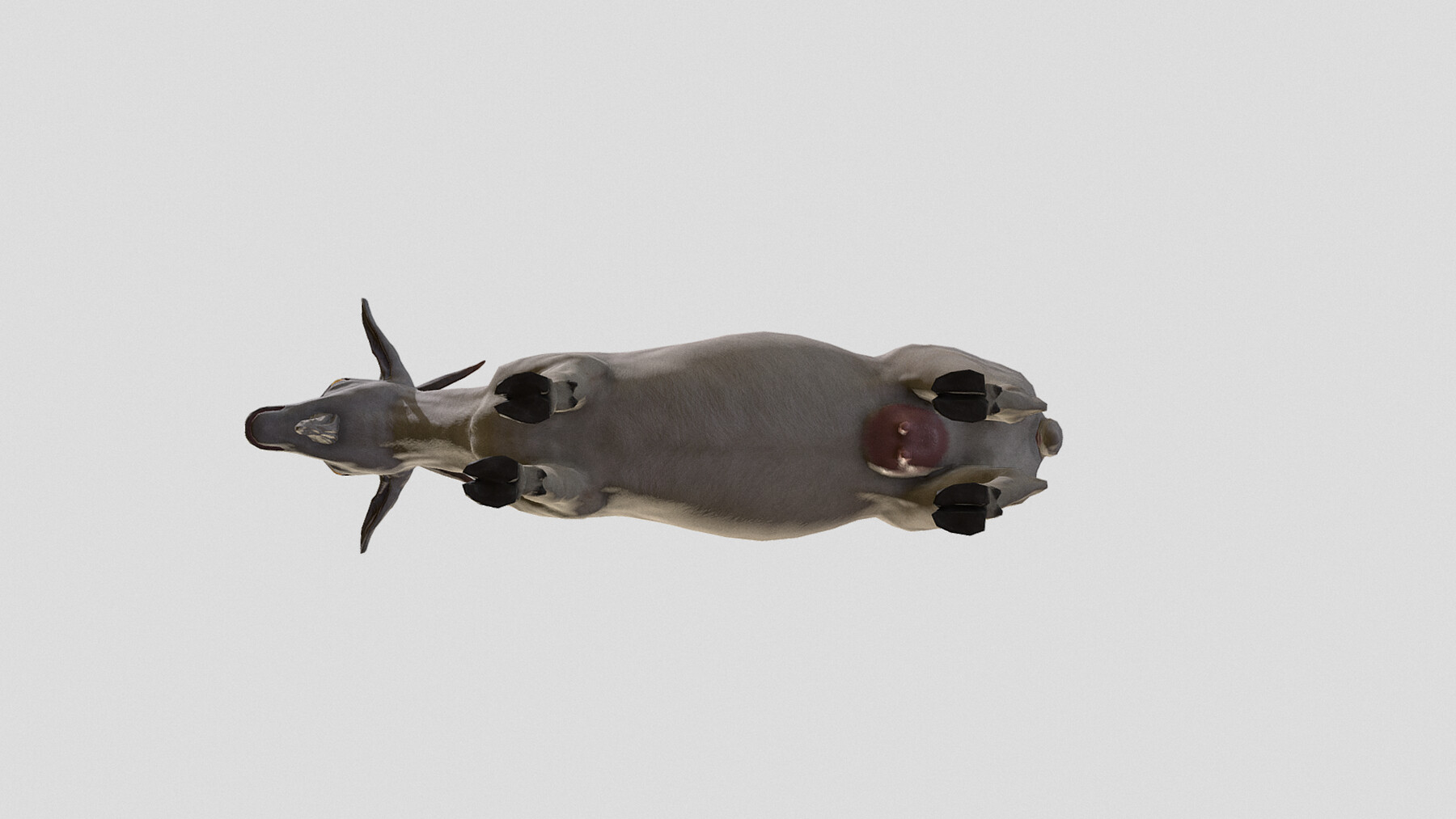 ArtStation - Goat female | Game Assets