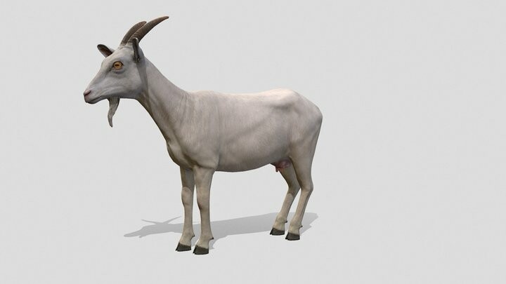 ArtStation - Goat female | Game Assets
