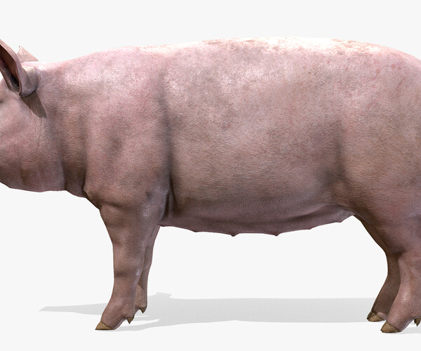 ArtStation - Pig | Game Assets