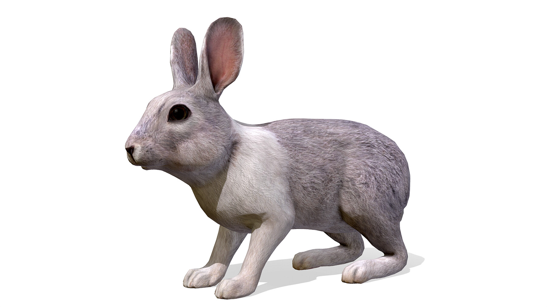 ArtStation - Rabbit | Game Assets