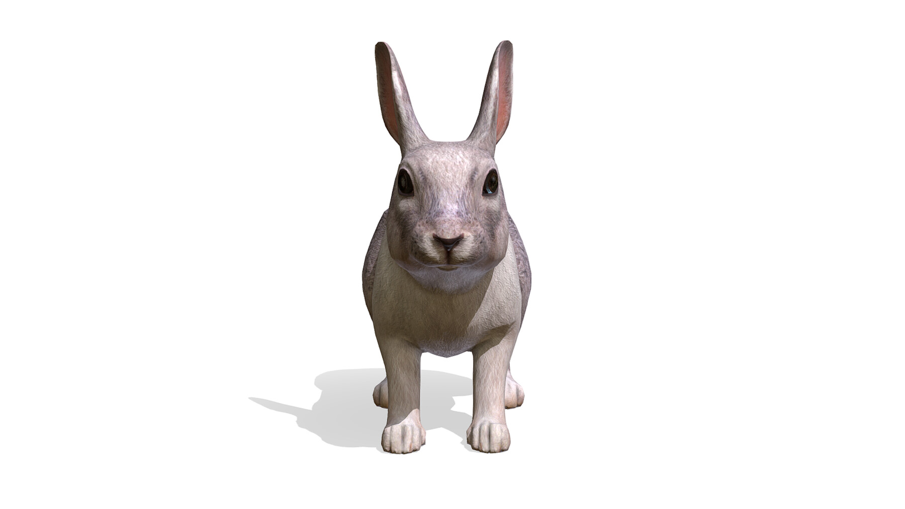 ArtStation - Rabbit | Game Assets