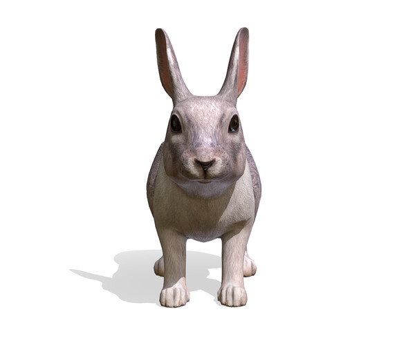 ArtStation - Rabbit | Game Assets