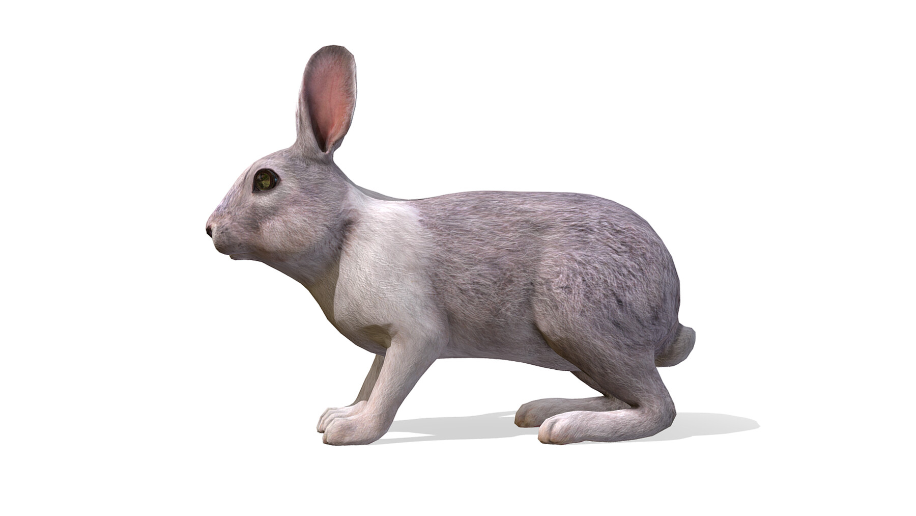 ArtStation - Rabbit | Game Assets
