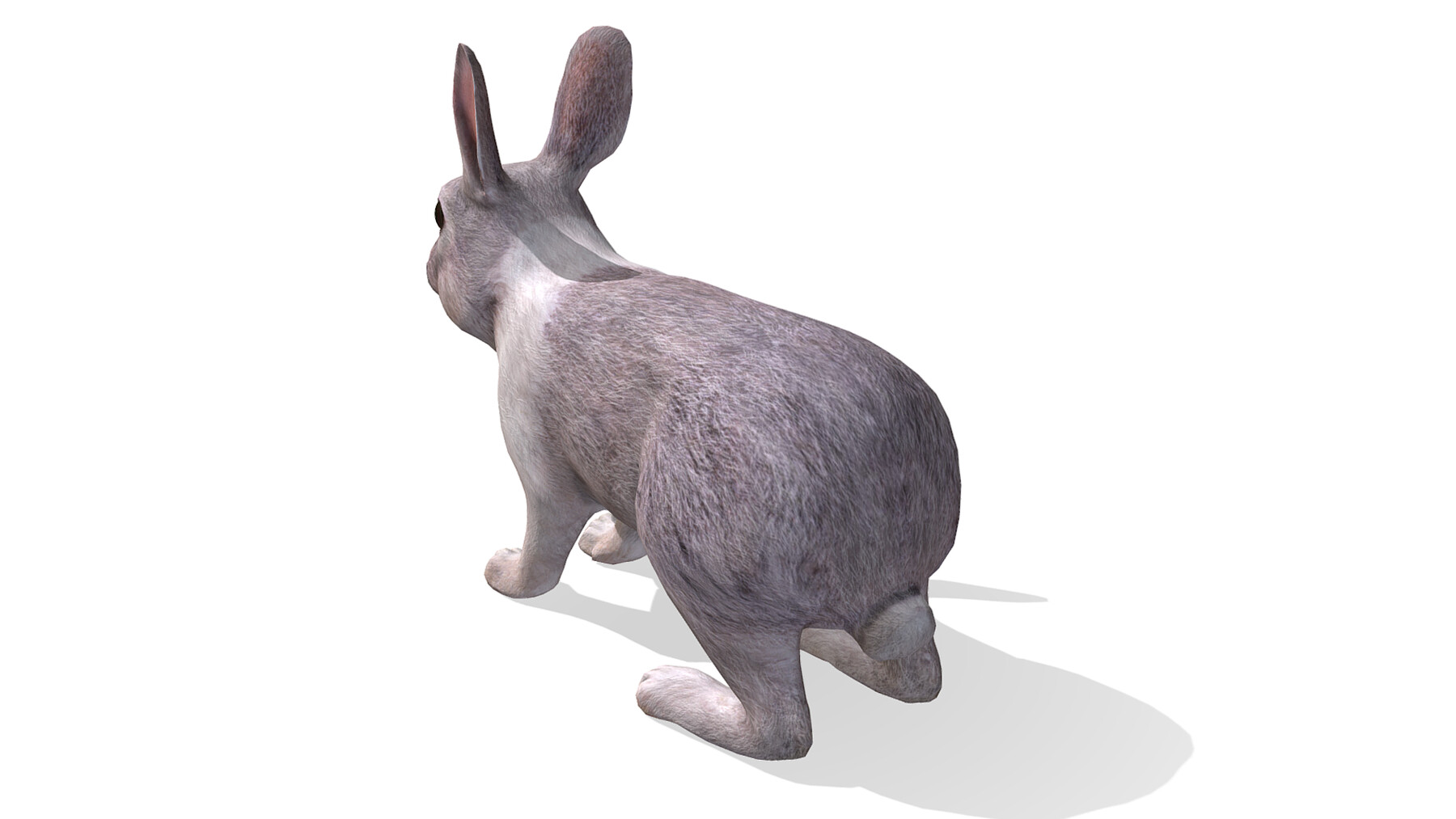 ArtStation - Rabbit | Game Assets