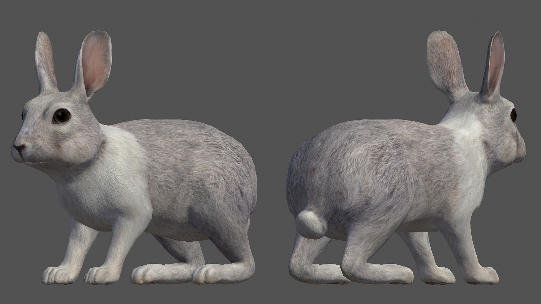 ArtStation - Rabbit | Game Assets