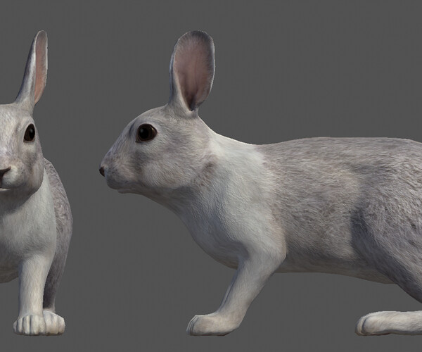 ArtStation - Rabbit | Game Assets