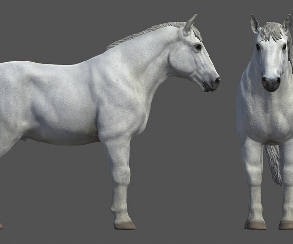 ArtStation - Horse Stallion | Game Assets