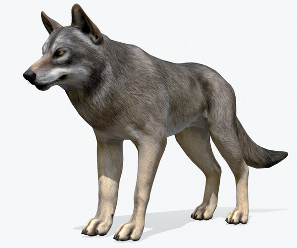 ArtStation - Wolf | Game Assets