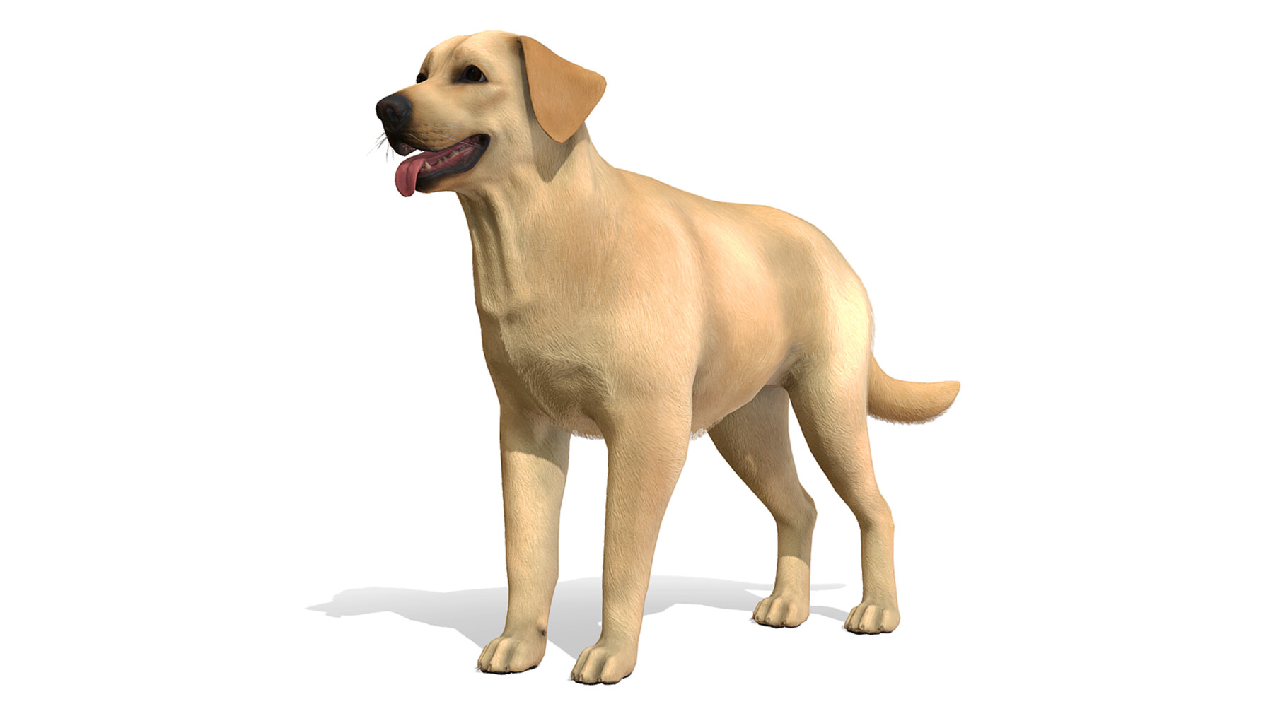 ArtStation - Dog - Labrador | Game Assets