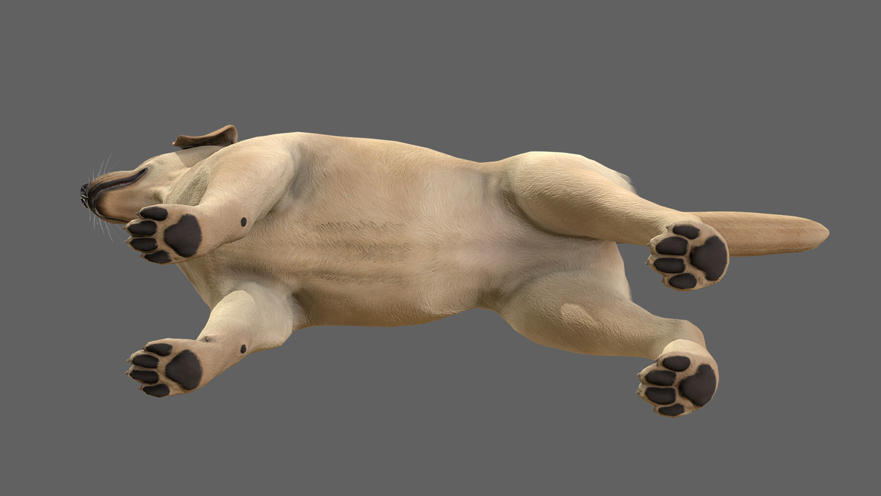 ArtStation - Dog - Labrador | Game Assets