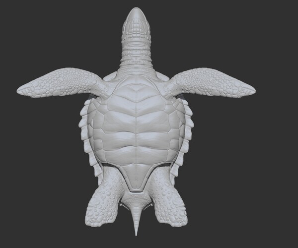 ArtStation - GreenSeaTurtle.stl | Resources