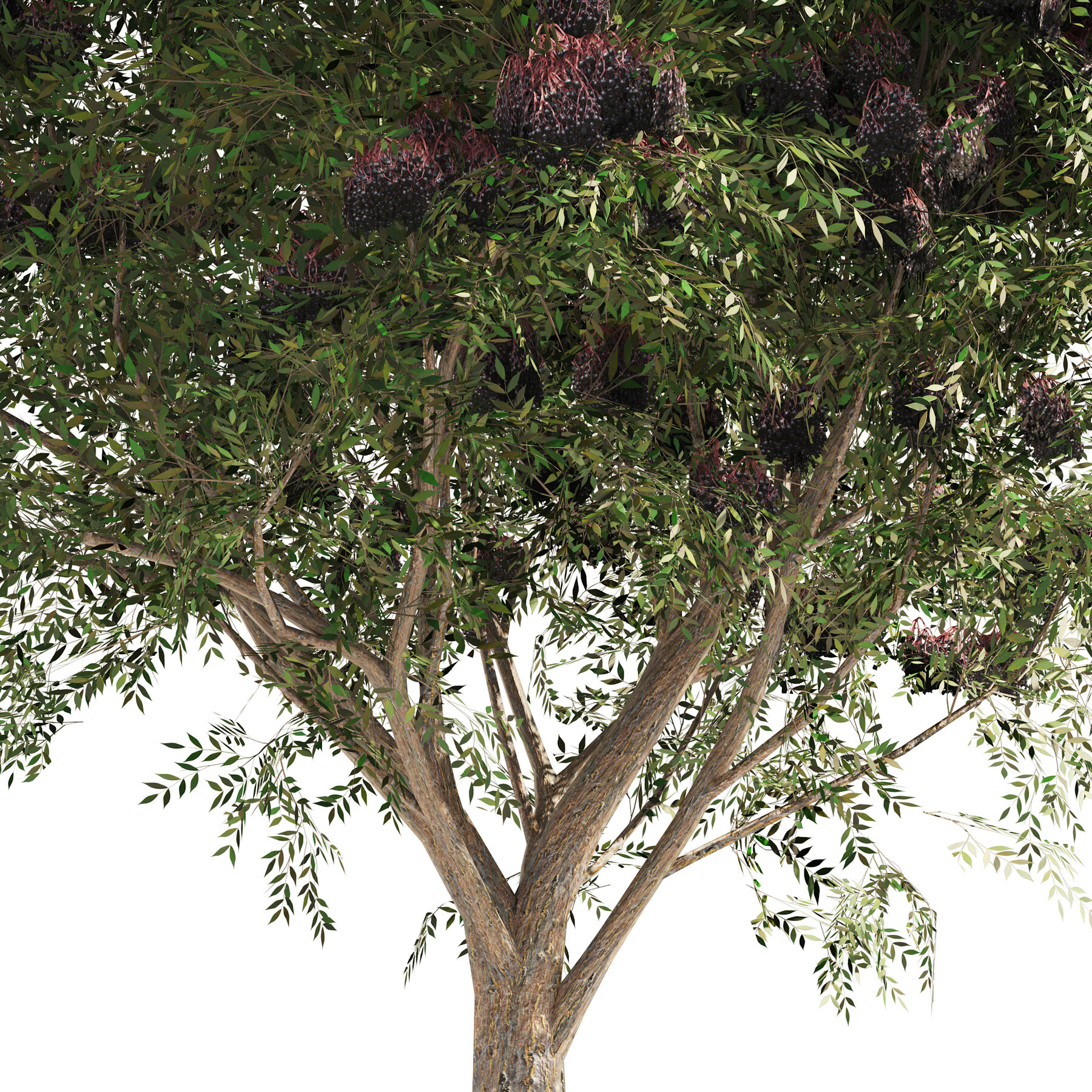 ArtStation - 3 Elder Berry Fruit Trees | Resources