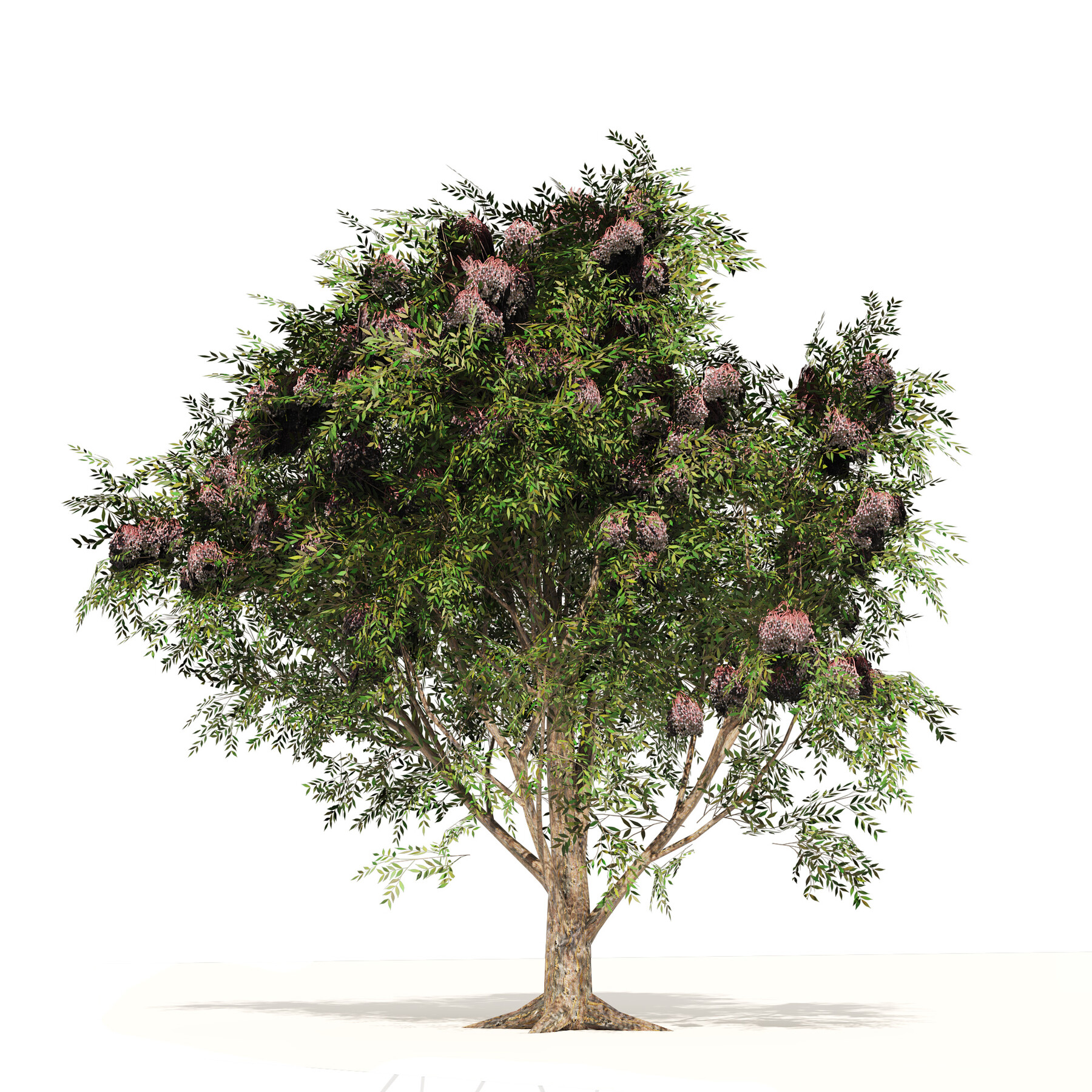ArtStation - 3 Elder Berry Fruit Trees | Game Assets