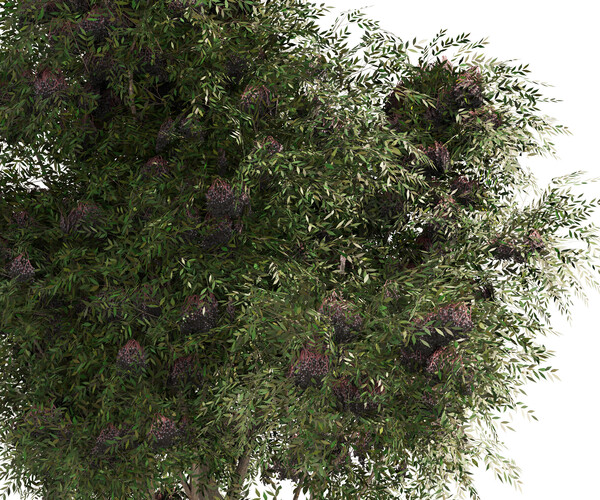 ArtStation - 3 Elder Berry Fruit Trees | Game Assets