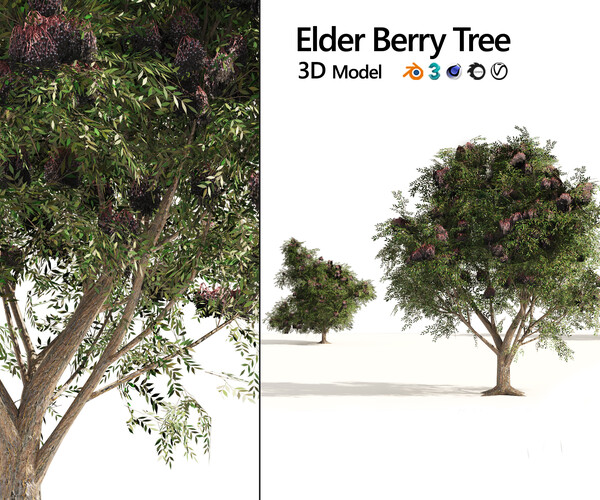 ArtStation - 3 Elder Berry Fruit Trees | Game Assets