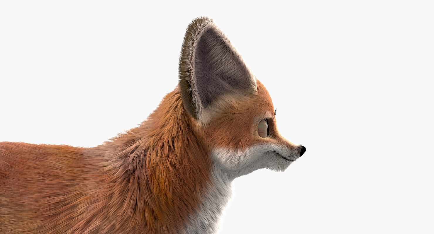 ArtStation - Stylized Fox model 3d - Maya 2016 | Resources