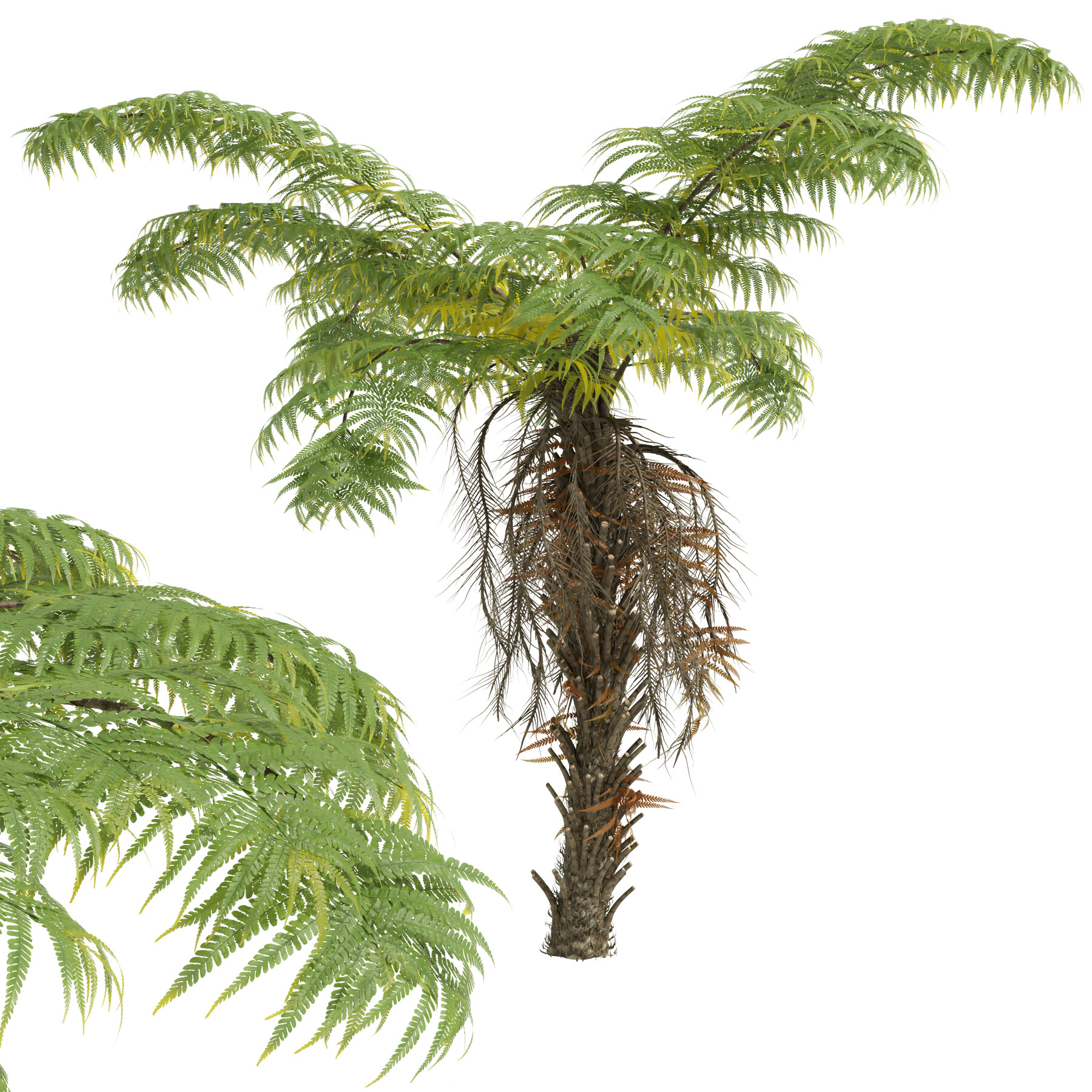 ArtStation - New Plant High detail Alsophila Spinulosa Fern Small ...