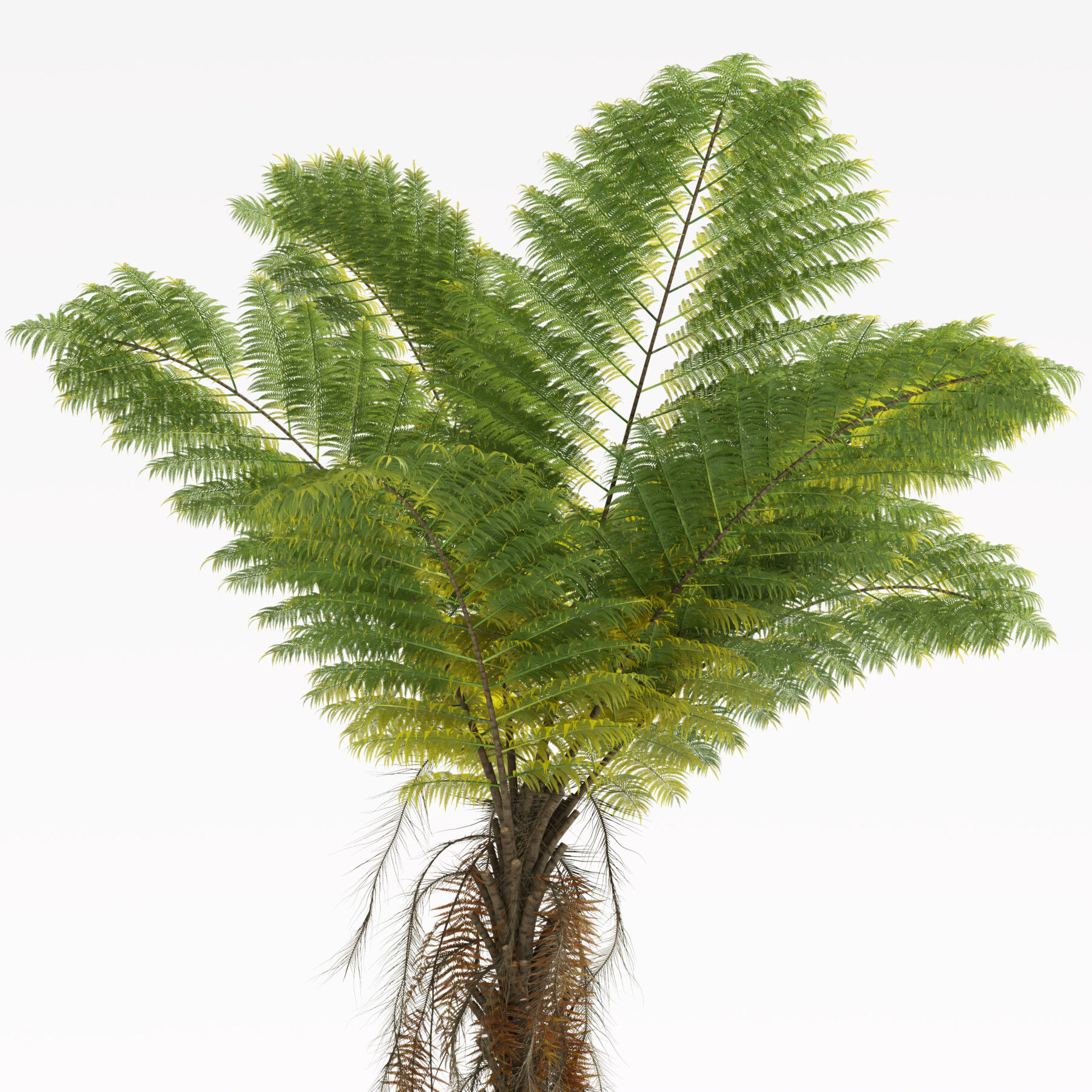 ArtStation - New Plant High detail Alsophila Spinulosa Fern Decorative ...