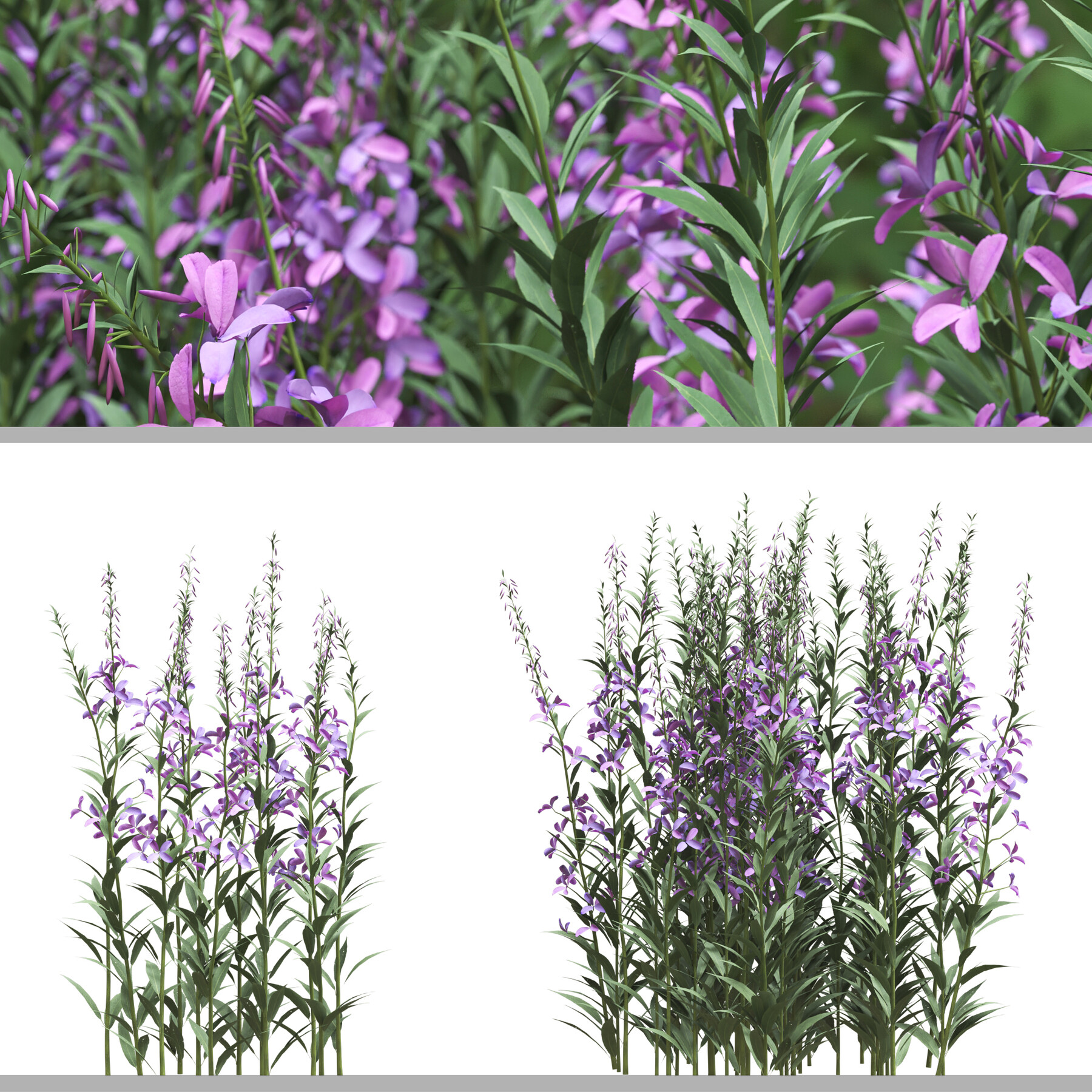ArtStation - Set of Epilobium Angustifolium Plant (Willow Herb) (7 Plants) ( 3Ds MAX - Blender ...