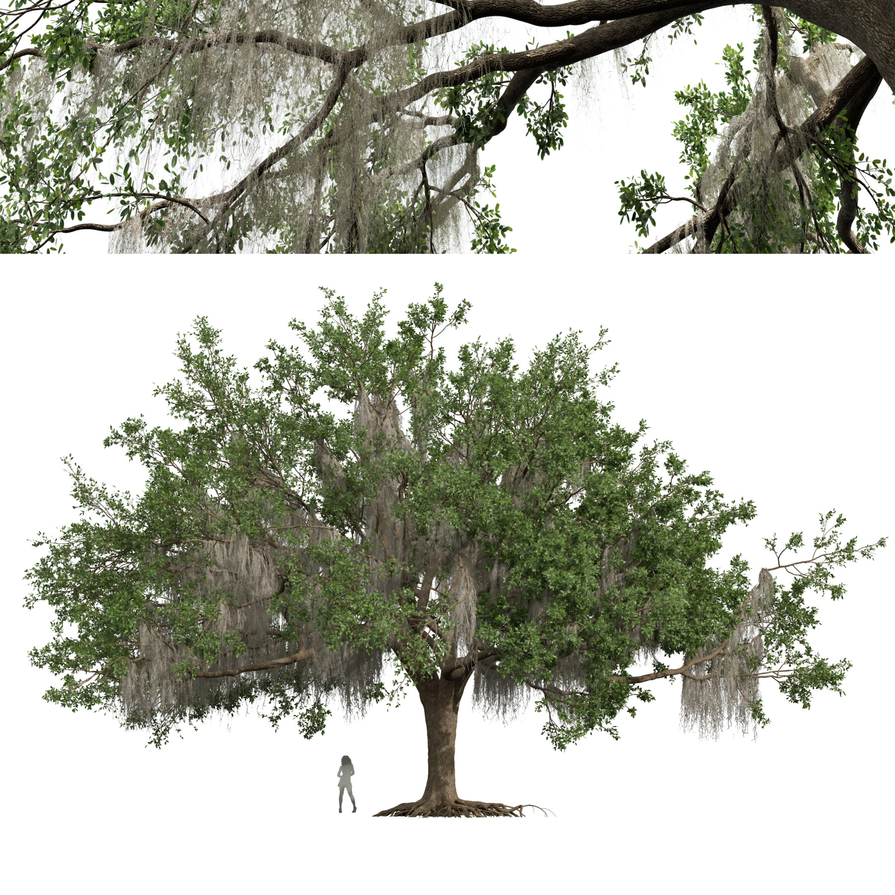 ArtStation - Angel Oak Live Tree Spanish Moss Fractal | Resources