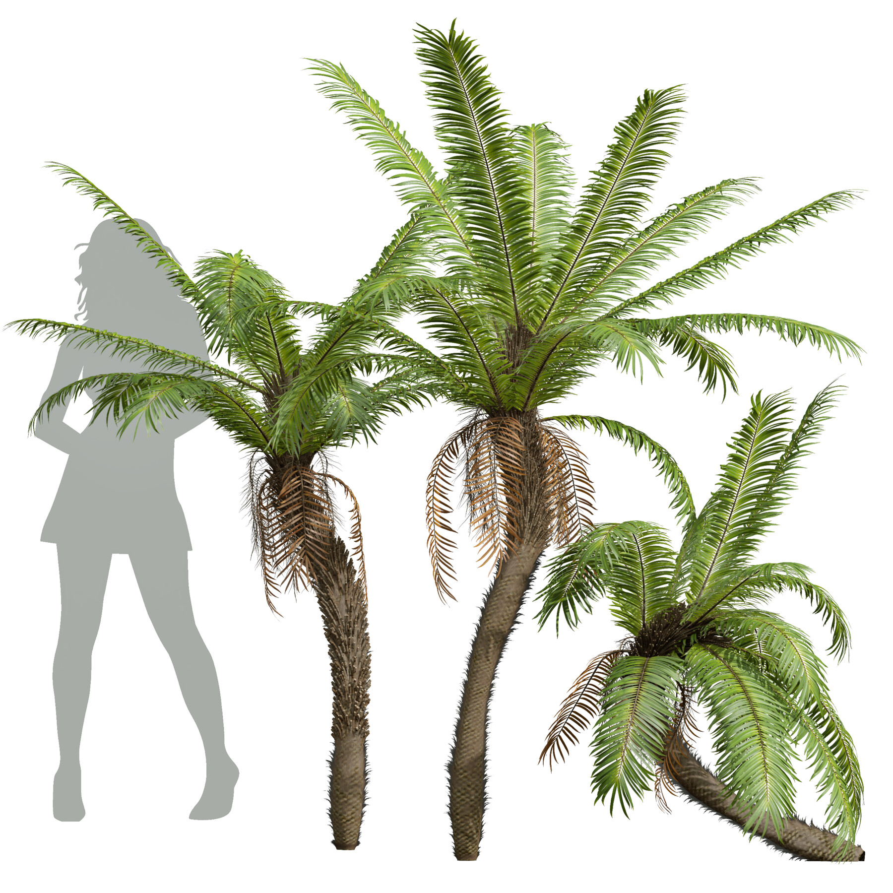 ArtStation - Brainea Insignis Fern Medium | Resources