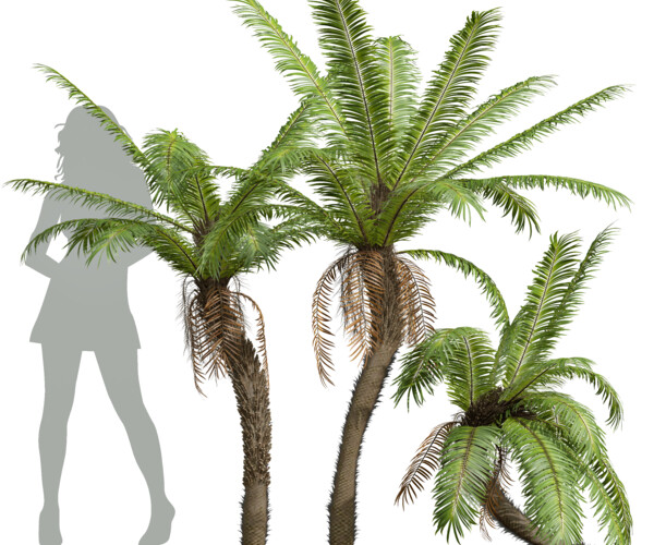 ArtStation - Brainea Insignis Fern Medium | Resources