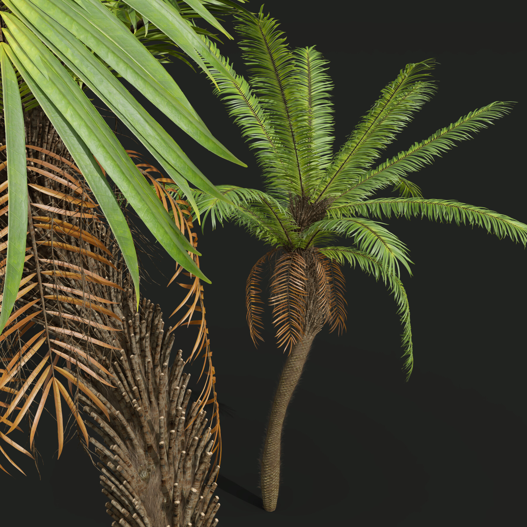 ArtStation - Brainea Insignis Fern Medium | Resources