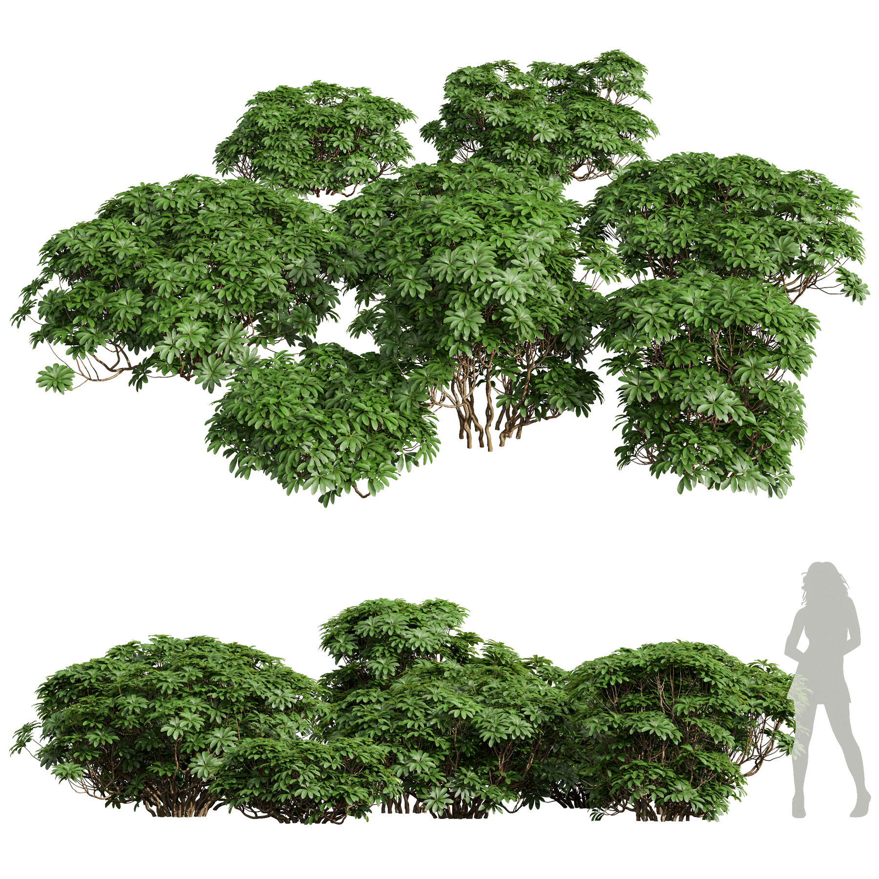 ArtStation - Edgeworthia Chrysantha Grandiflora-8 different bush ...