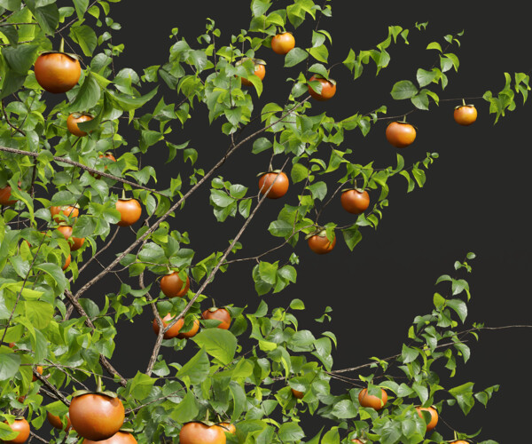 ArtStation - New Plant High detail Diospyros Kaki Persimmon | Resources