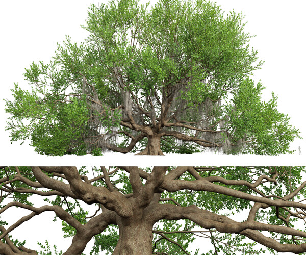 ArtStation - New Plant High detail Angel Oak Live Tree Lying Floor ...