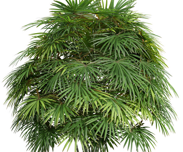 ArtStation - New Plant High detail Rhapis Excelsa Bush | Resources