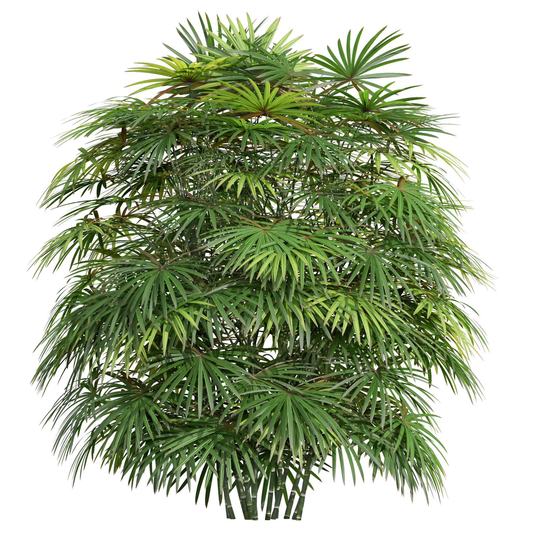 ArtStation - New Plant High detail Rhapis Excelsa Bush | Resources