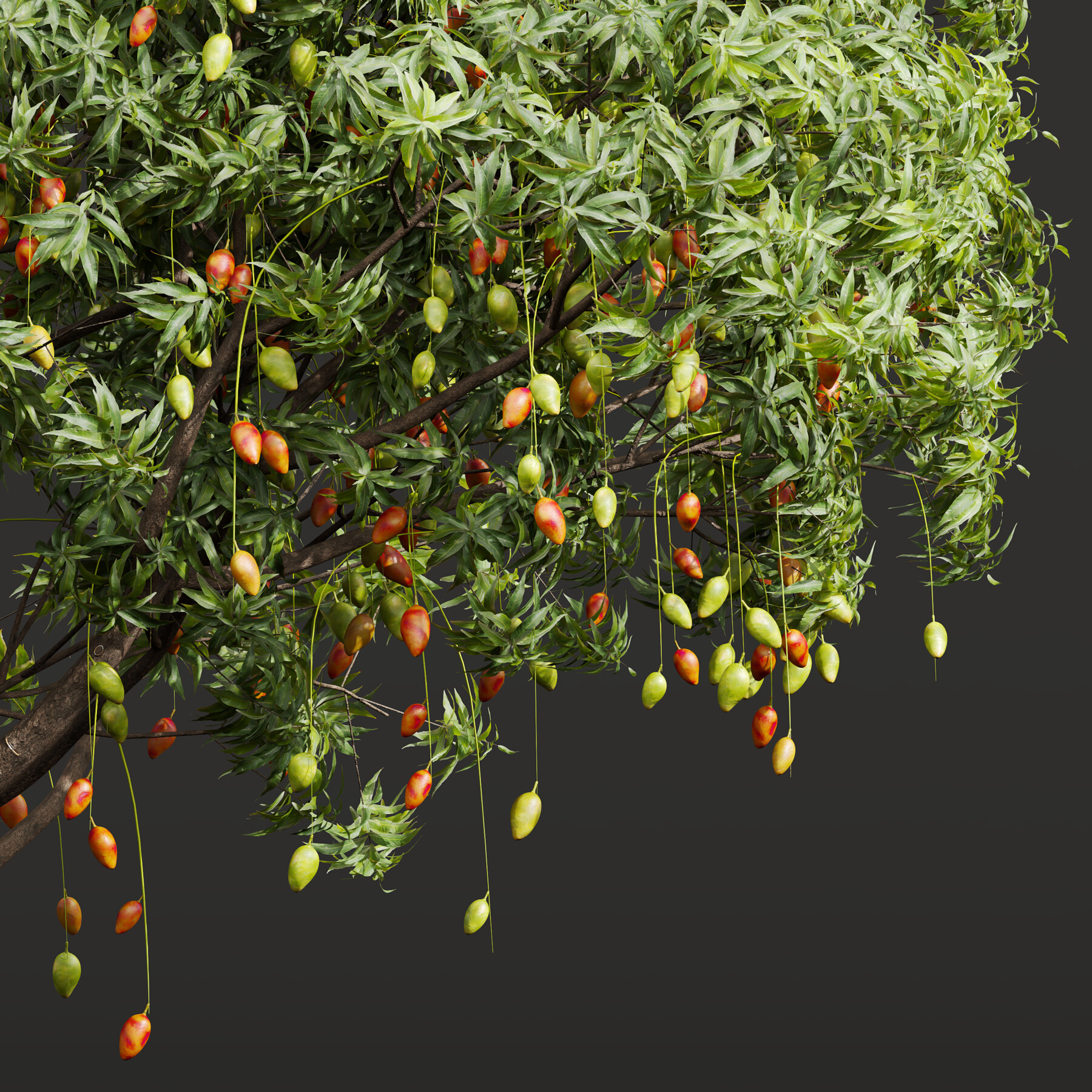 ArtStation - New Plant High detail Mangifera Indica Mango02 | Resources