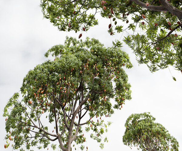 ArtStation - New Plant High detail Mangifera Indica Mango02 | Resources