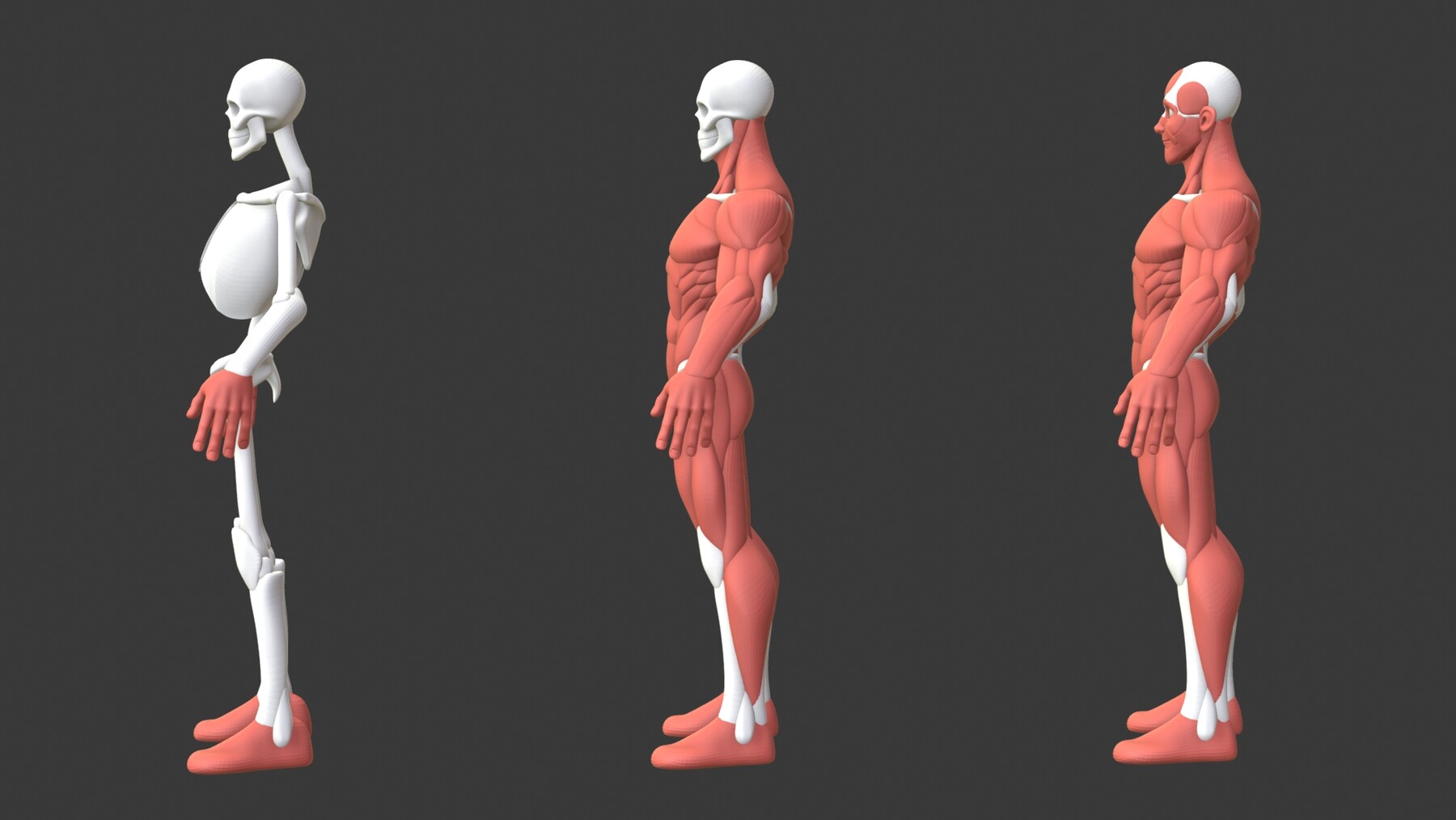ArtStation - Stylized Male Anatomy Ecorche | Resources