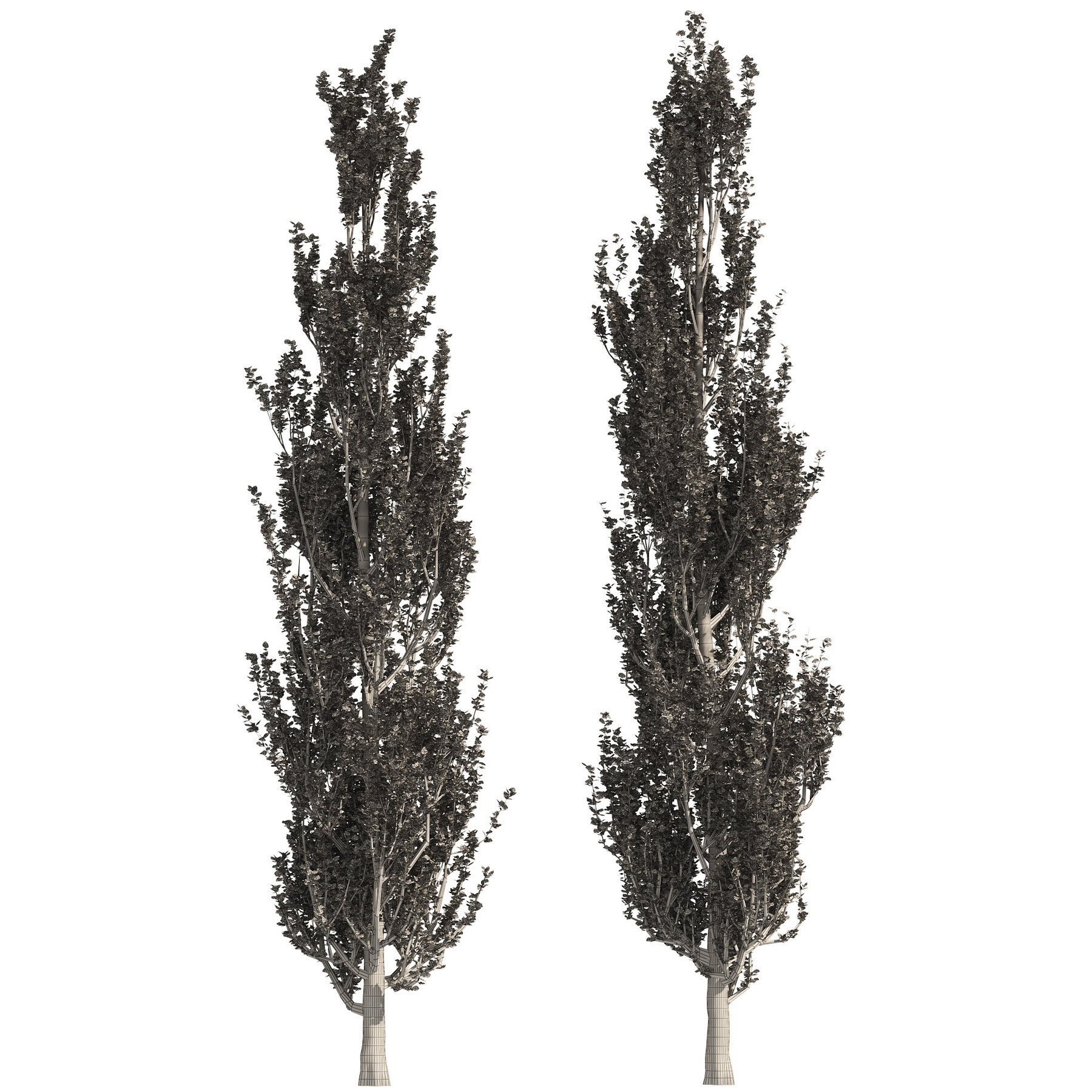 ArtStation - Summer and Autumn Lombardy poplar trees | Resources