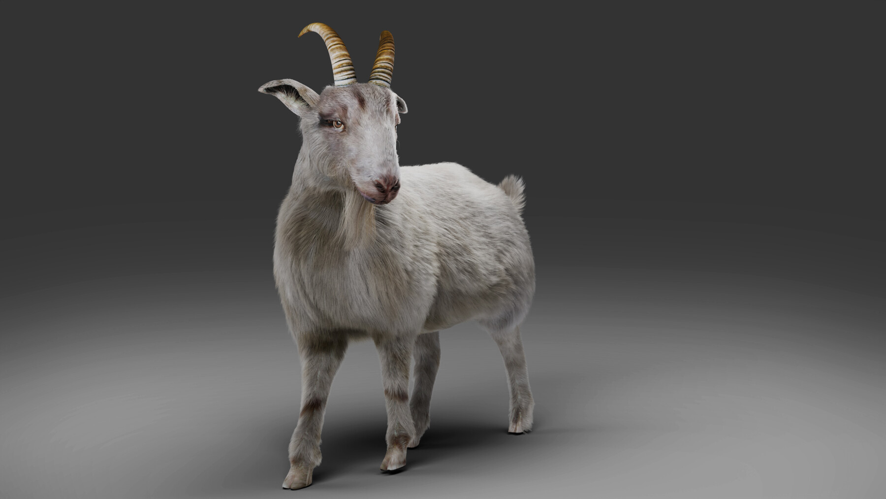 ArtStation - Fur Goat 02 Rigged and Animation in Blender | Game Assets