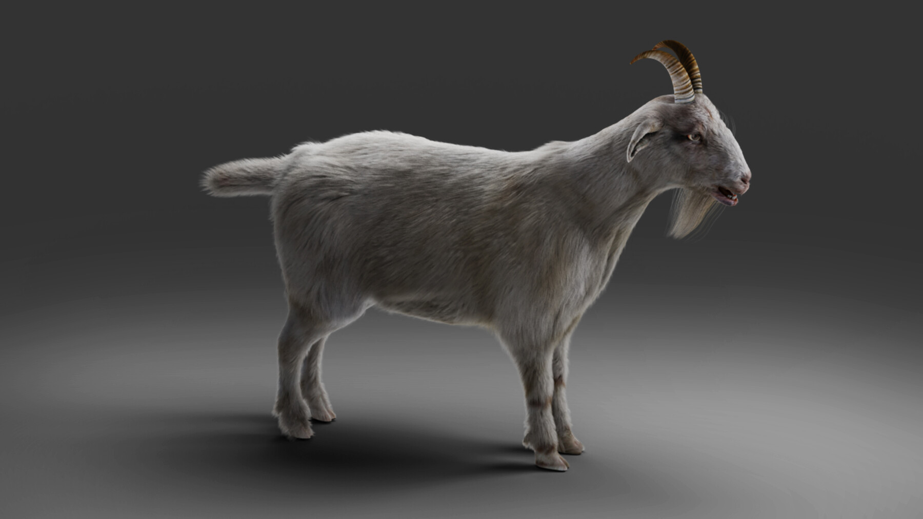 ArtStation - Fur Goat 02 Rigged and Animation in Blender | Game Assets